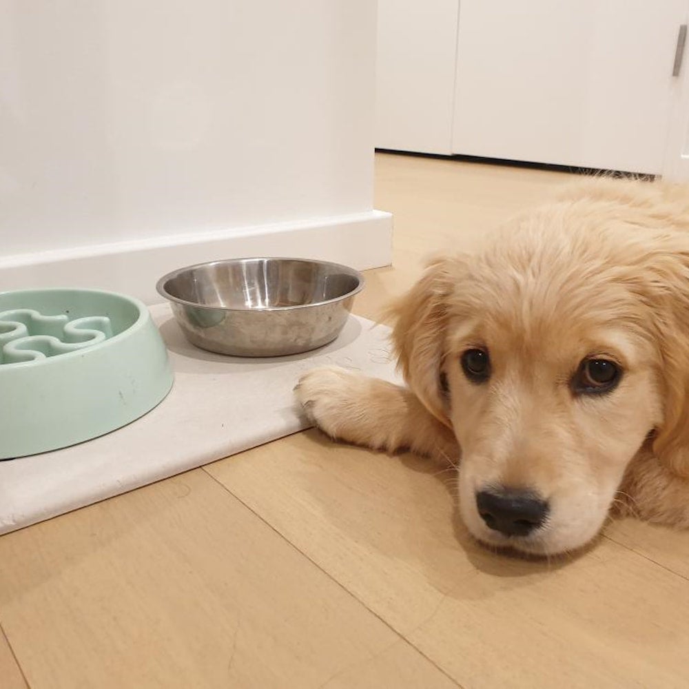 Half Size - Pet Paw, drip mat | Drysorb